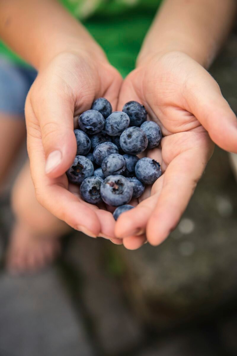 How to Grow Blueberries the Right Way: A Foolproof Guide to Lush Berries