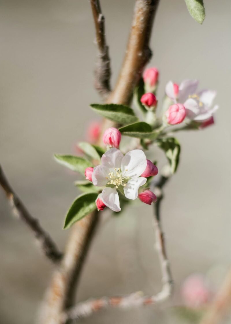 How to Grow Apple Trees: The Ultimate Beginner’s Guide
