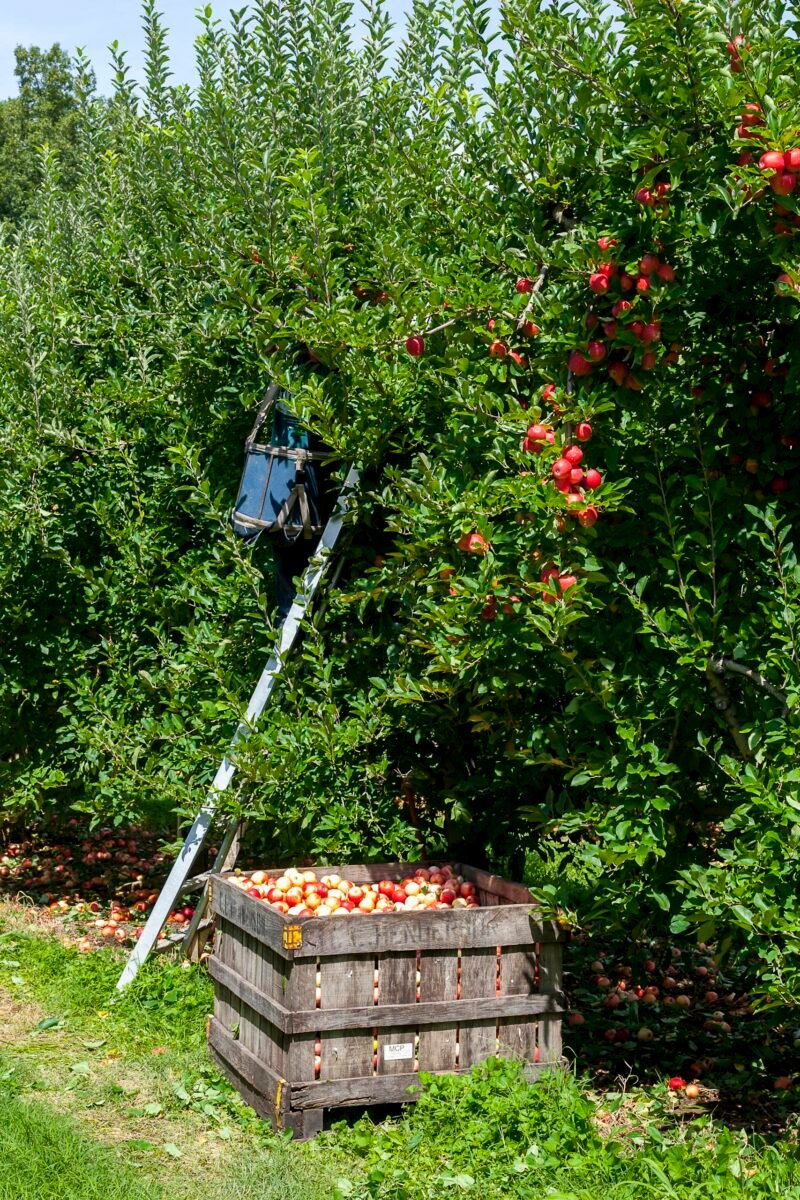 How to Grow Apple Trees: The Ultimate Beginner’s Guide