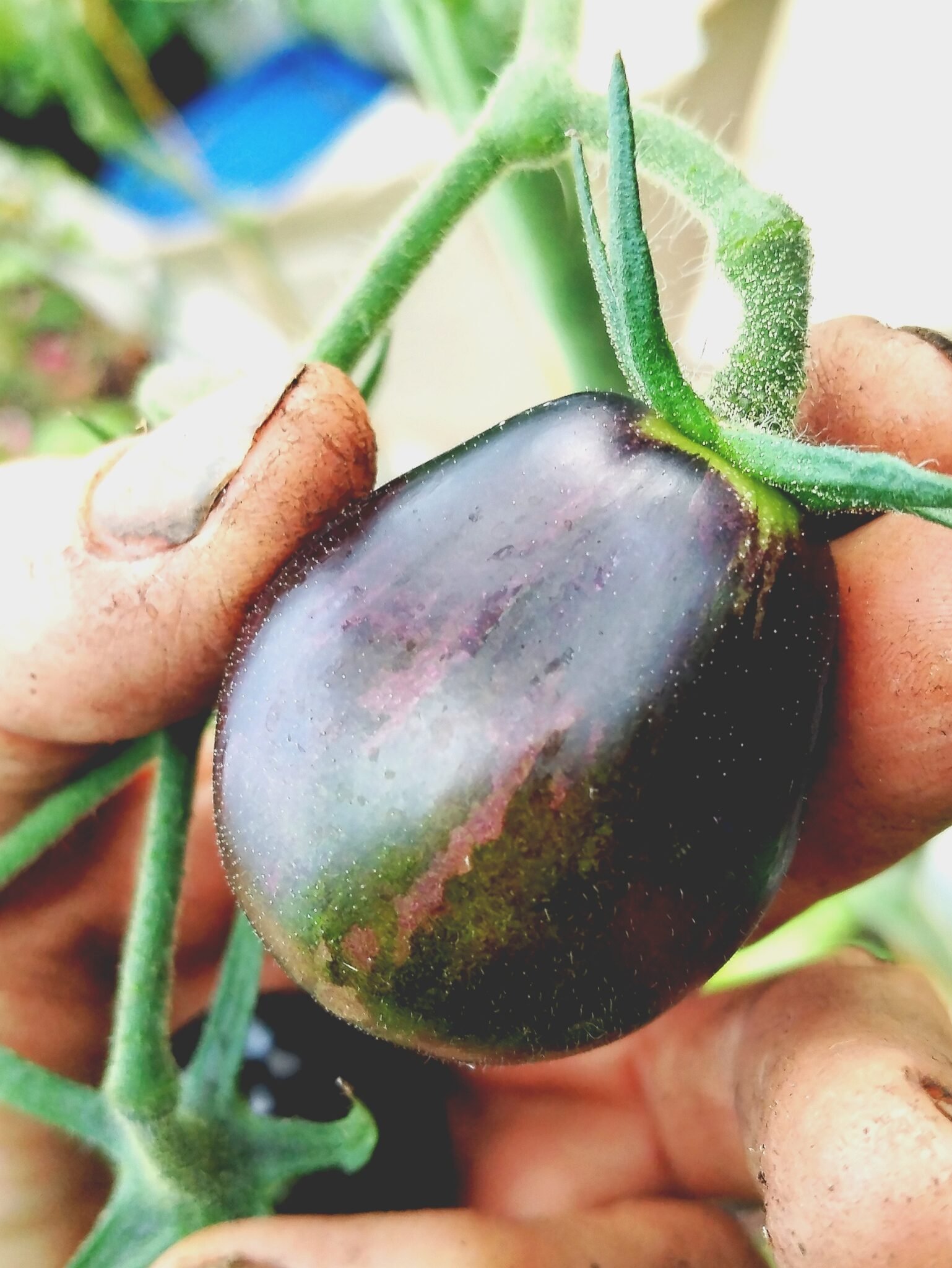 Tiny, Wild & Weird: The Most Unique Tomato Varieties to Grow